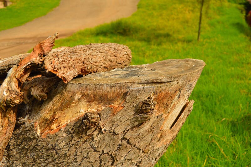 Image of a Dead Tree Bark in a Lawn Stock Image - Image of moss, park ...