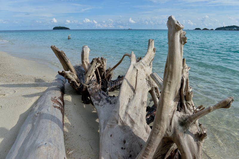 Image of Dead Trees on Tropical Beach Stock Photo - Image of nature ...