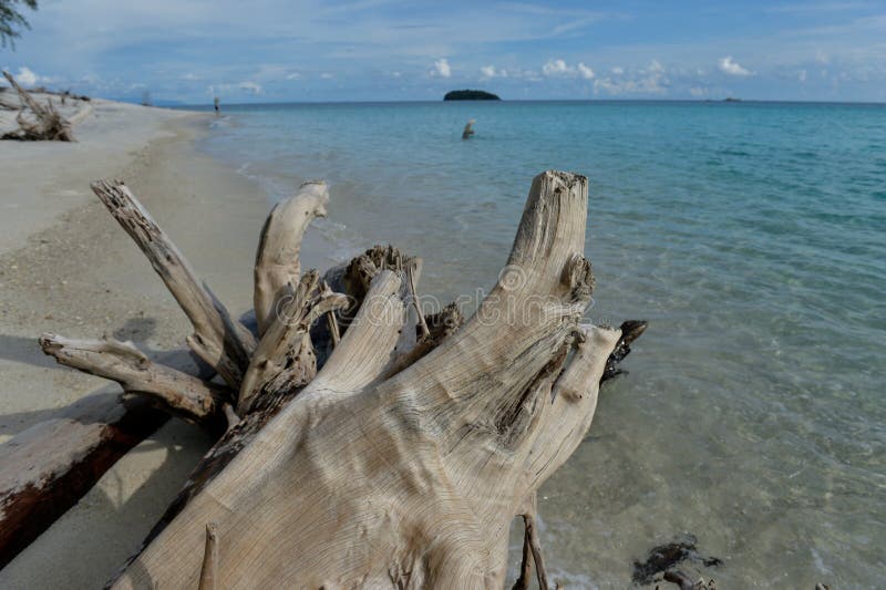 Image of Dead Trees on Tropical Beach Stock Photo - Image of branch ...