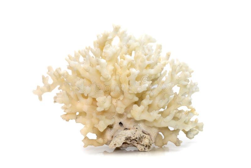 Image of Dead White Coral Cubes on a White Background. Undersea Animals ...