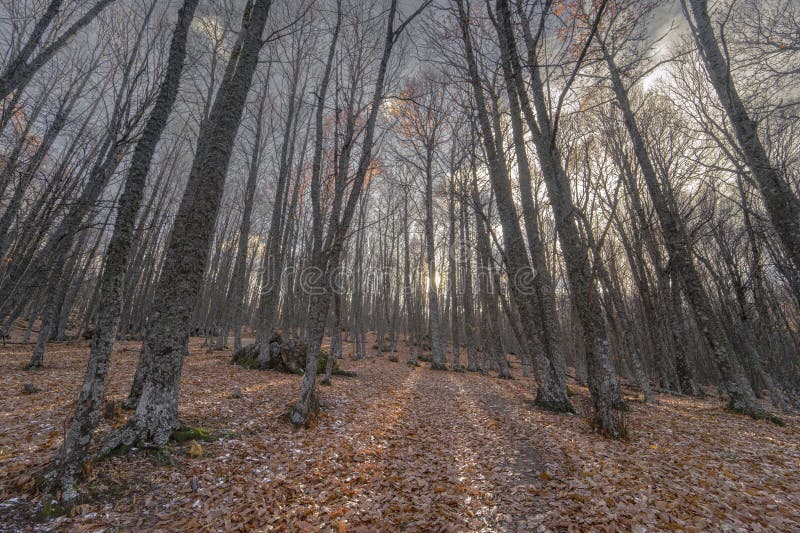 Image of a Deciduous Forest with Fallen Leaves on the Ground and Bare Branches at Dusk. Stock ...