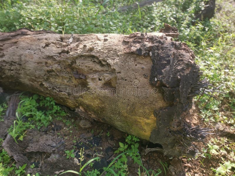 Decomposed Oil Palm Tree Trunk Lying on the Meadow Stock Image - Image ...