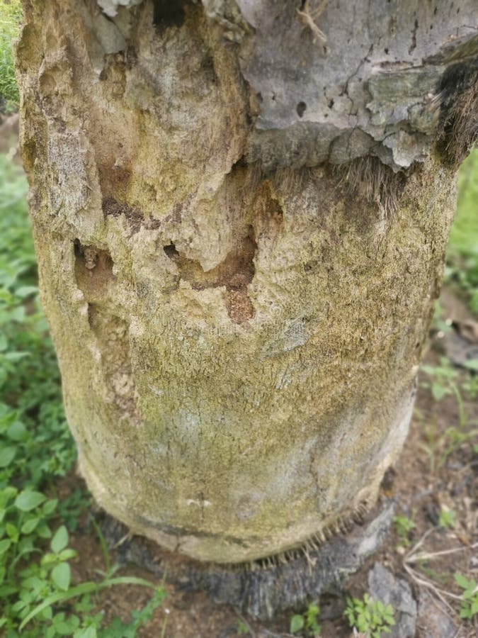 Decomposed Oil Palm Tree Trunk Lying on the Meadow Stock Image - Image ...