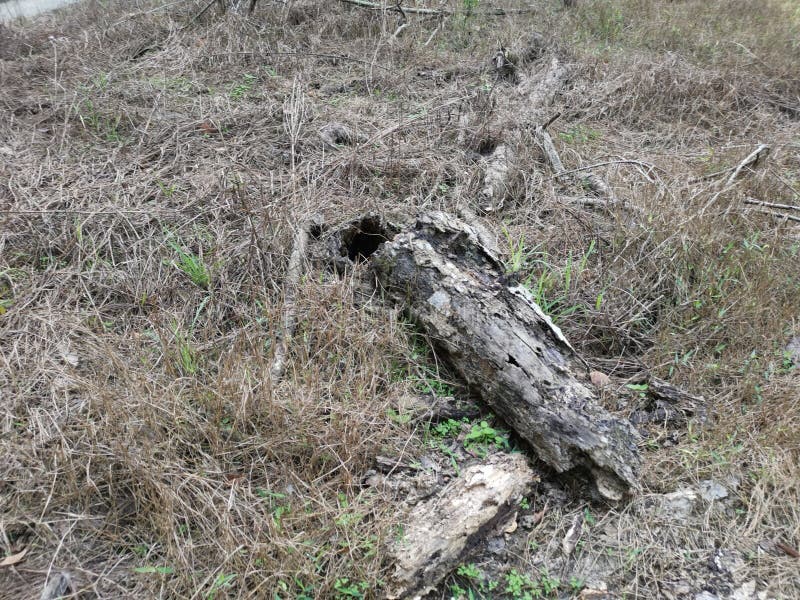 Decomposed Wood on the Arid Ground Stock Photo - Image of dirt, forest ...