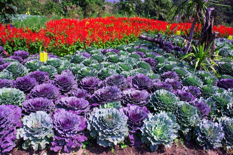 Image of Decorative Fall Kale Cabbage Stock Image - Image of ...