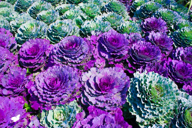 Image of Decorative Fall Kale Cabbage Stock Image - Image of ...