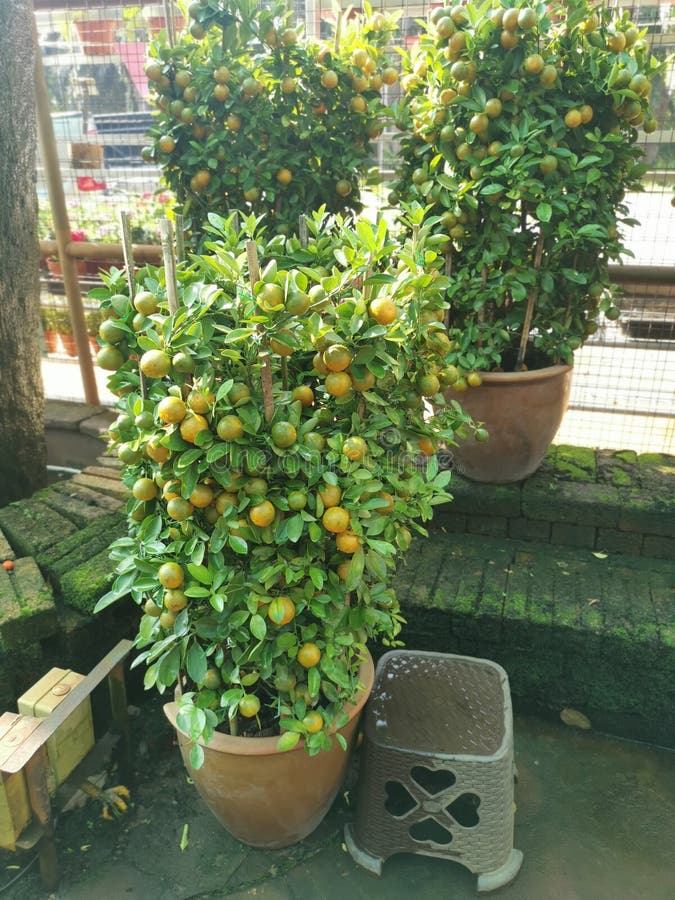 Image of the Decorative Lime Fruits Tree Stock Image - Image of decor ...