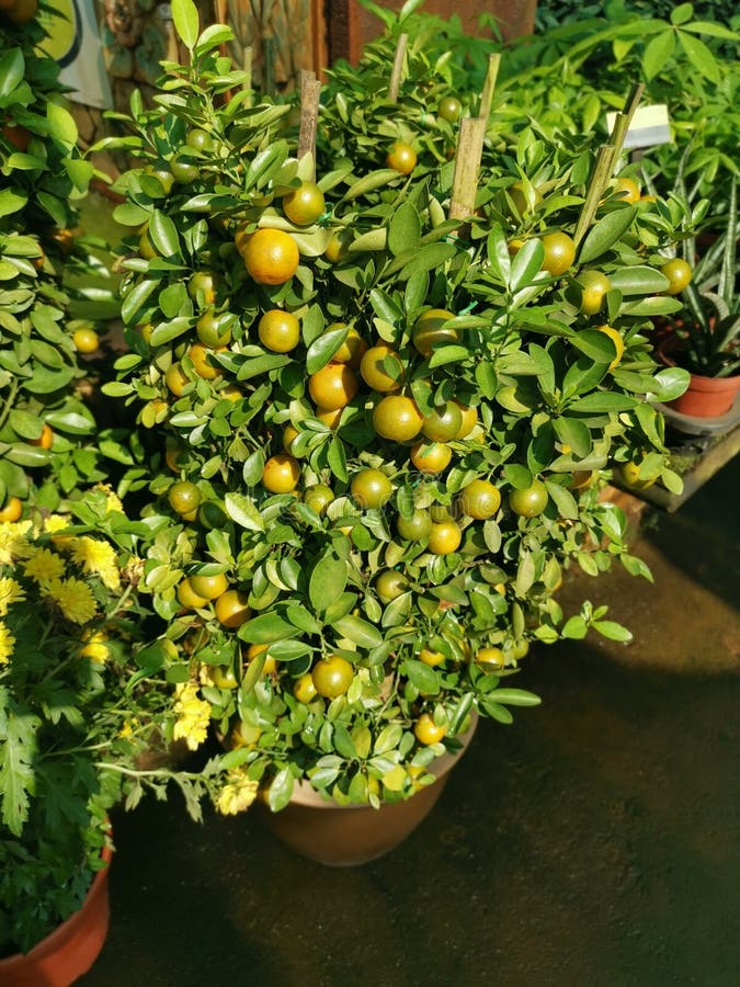 Image of the Decorative Lime Fruits Tree Stock Image - Image of garden ...