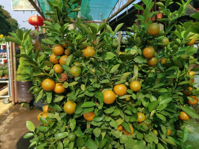 Image of the Decorative Lime Fruits Tree Stock Photo - Image of green ...