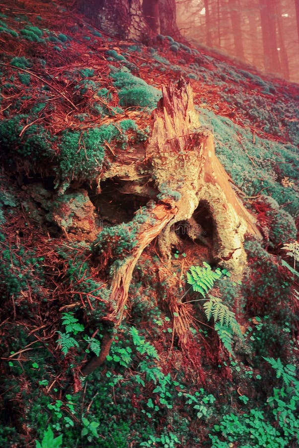 An Image of a Very Old Tree Stump in the Forest Stock Image - Image of ...