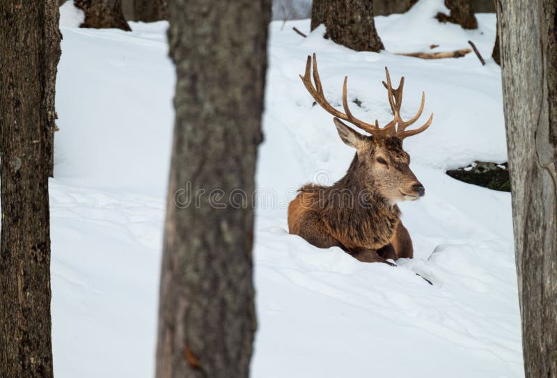 An Image of a Deer Laying in the Snow by Some Trees Stock Image - Image ...