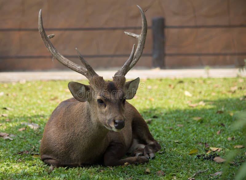 Image of a Deer Relax on Nature Background. Stock Photo - Image of cute ...
