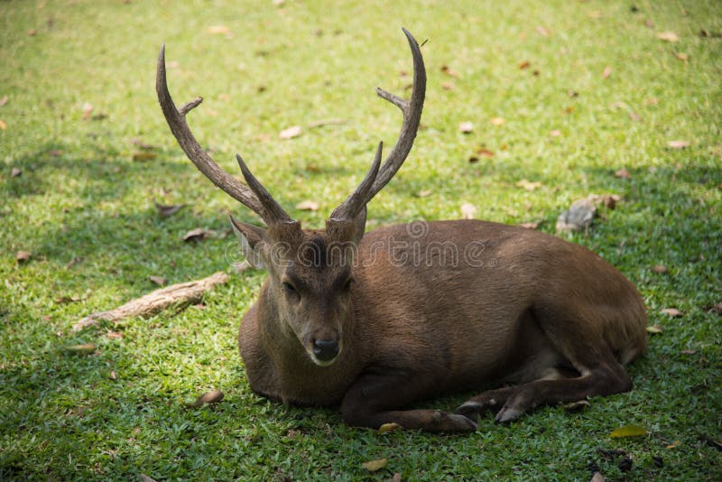 Image of a Deer Relax on Nature Background. Stock Photo - Image of cute ...
