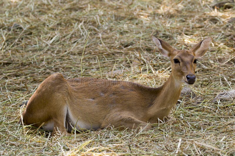 Image of a Deer Relax on Nature Background. Stock Image - Image of ...