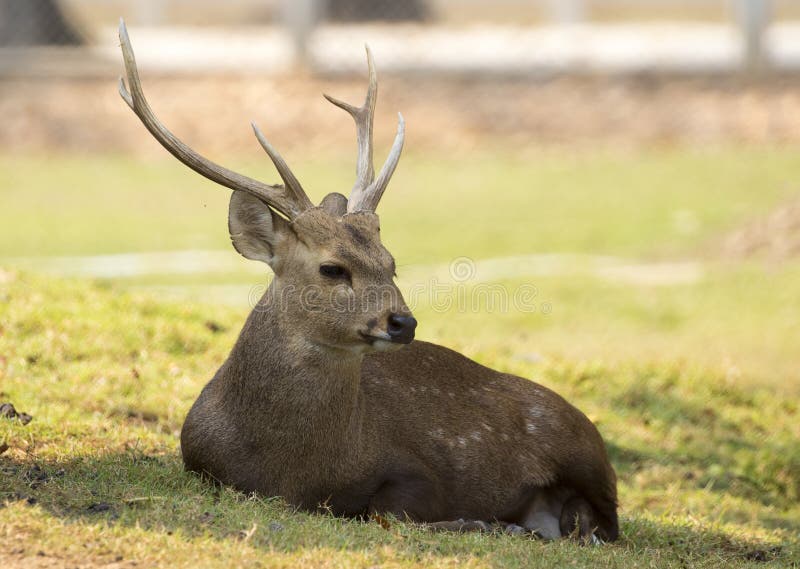 Image of a Deer Relax on Nature Background. Stock Photo - Image of ...