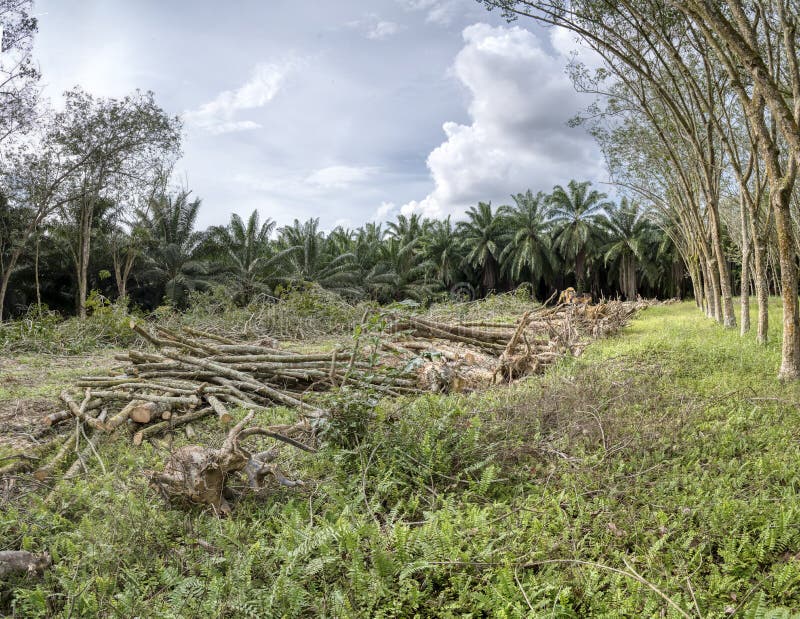 Deforestation of the Rubber Estate Stock Photo - Image of bush, hevea ...