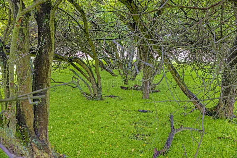 Image of Dense Forest with Bright Green Overgrown Ground during Daytime ...