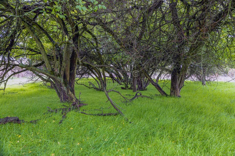 Image of Dense Forest with Bright Green Overgrown Ground during Daytime ...