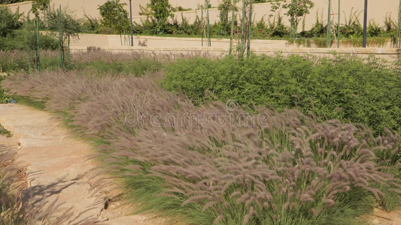 Path through Tall Grass Windy Weather Stock Footage - Video of tourists ...