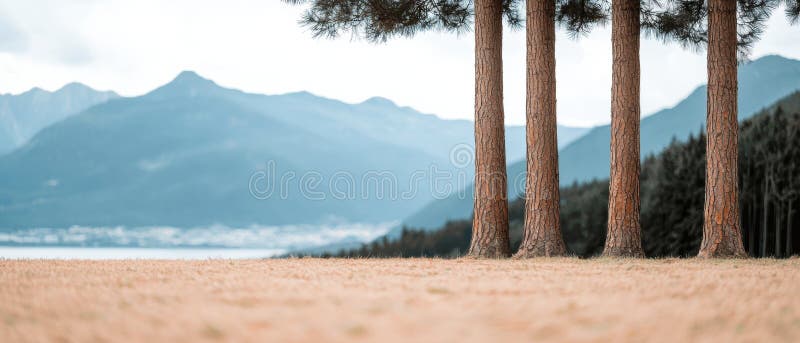 A Group of Pine Trees in a Field with a Mountain in the Background ...