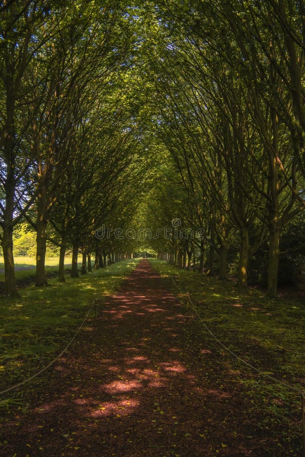 Anglesey Abbey the Trees on Either Side Form a Natural Arch with Their ...
