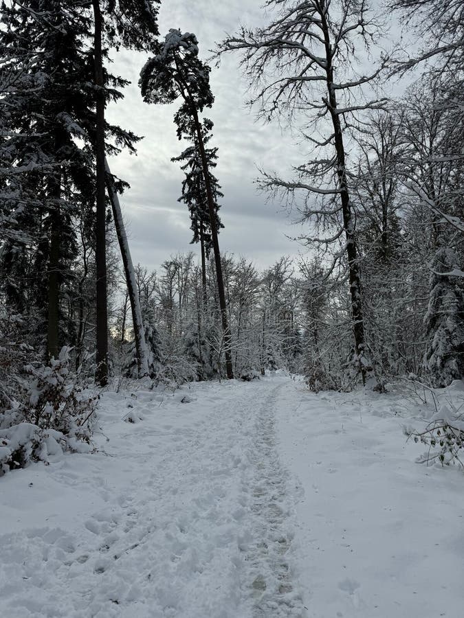 Image Depicts a Snow-covered Path Winding through a Forest, with Trees ...