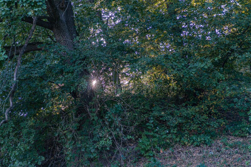 Image Depicts a Tranquil Forest Scene at Sunrise or Sunset, with the ...