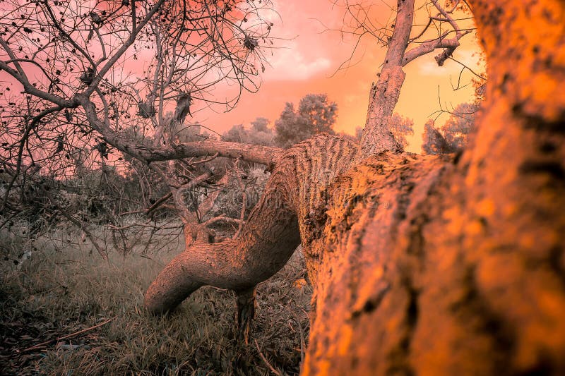 Infrared Photography, a Twisted Tree Trunk with Intricate Bark Textures ...