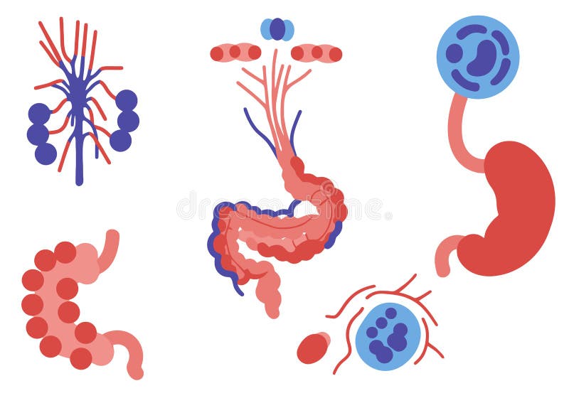 Bio Illustration stock illustration. Illustration of kidney - 373800451