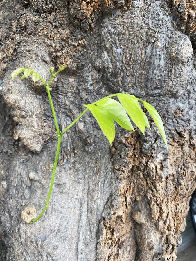 The Image Depicts a Young Sapling of the Tree of Heaven Stock Photo ...