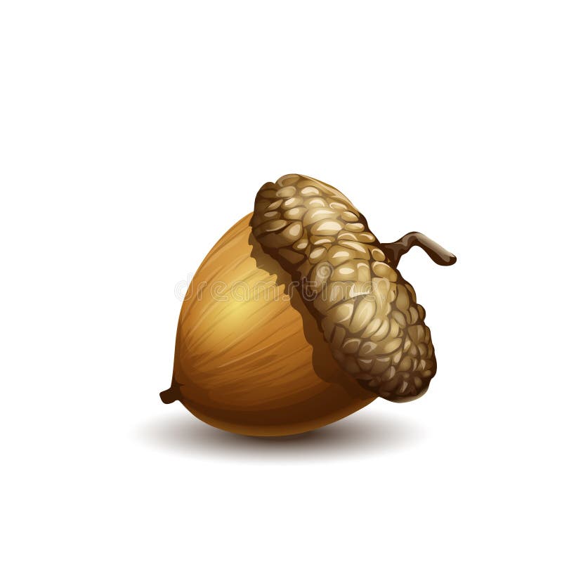 Image des glands d'automne illustration de vecteur. Illustration du ...