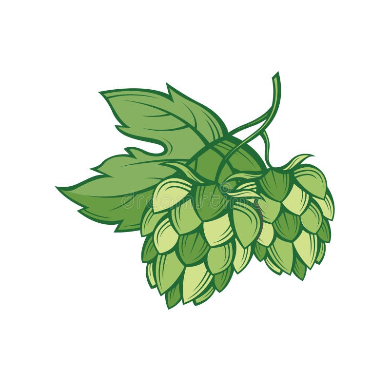 Image des houblon illustration de vecteur. Illustration du décoration ...