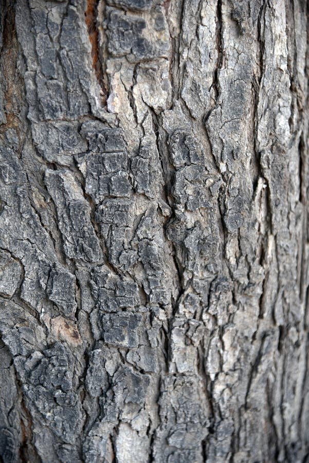 Image Des Textures De Structure D'un Tronc D'arbre Dans Le Bikaner ...