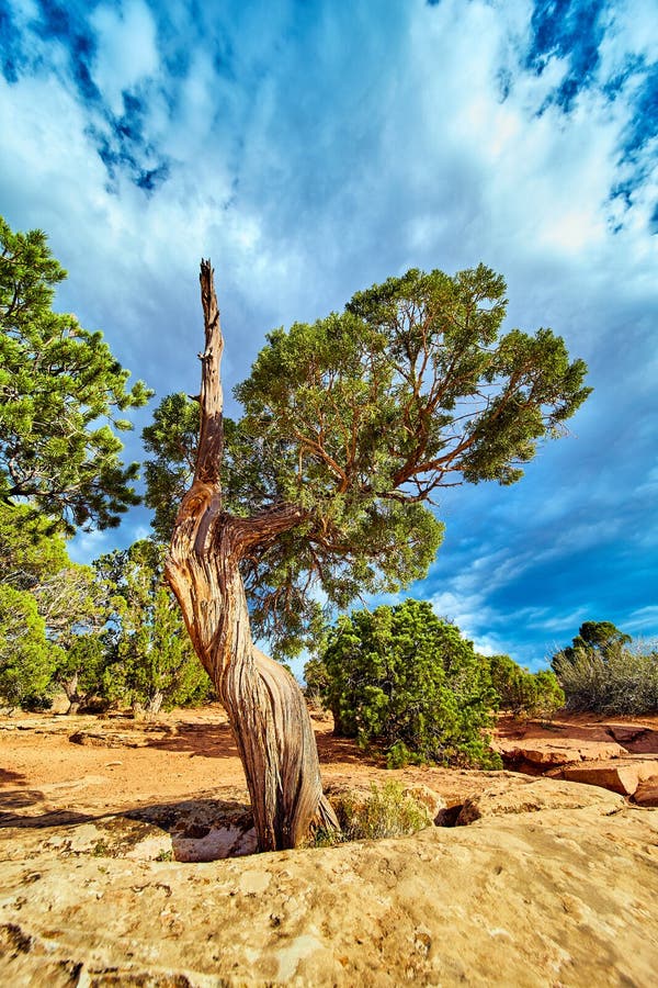 Desert Tree Up Close in Rock with Blue Sky Full of Clouds Stock Image ...
