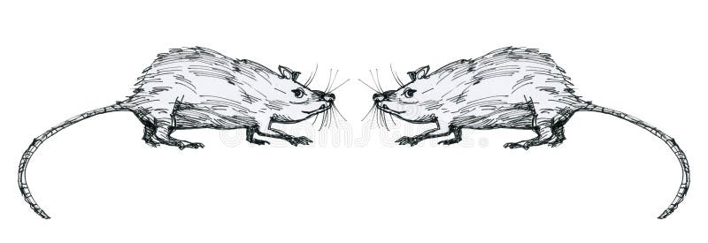 A Rat and Another Rat. Ink Drawing. Stock Illustration - Illustration ...