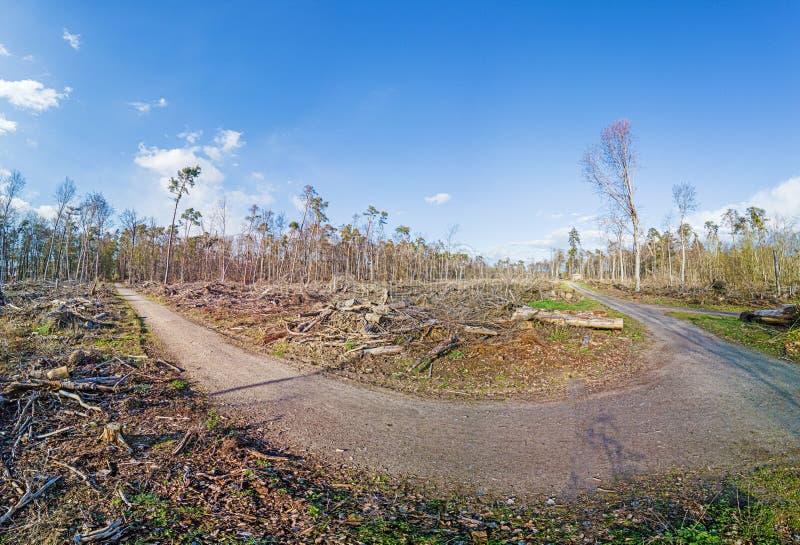 Destroyed Forest As an Effect of Strong Storm Stock Image - Image of ...
