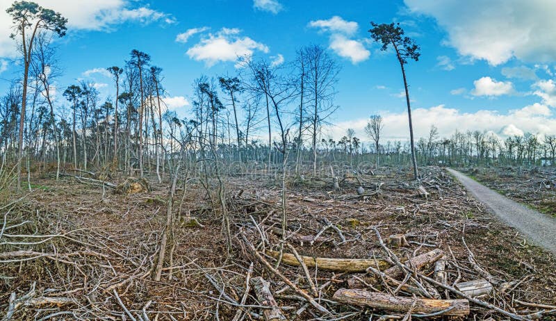 Image of a Destroyed Forest Area after a Storm in Germany Stock Image ...