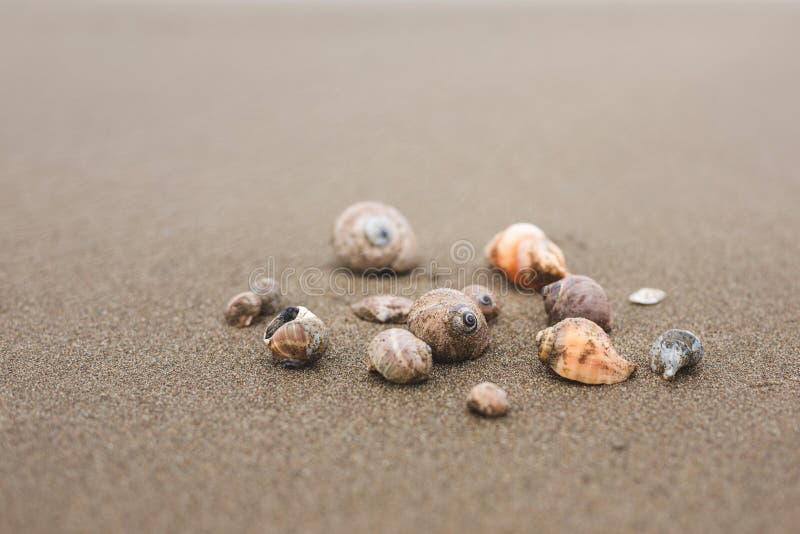 Different Sea Shells on a Beach with Sand Beach Background Stock Image ...