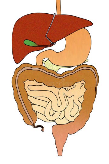 Digestive System Cartoon Stock Illustrations – 6,996 Digestive System ...