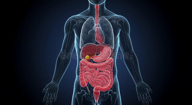 An Anatomical Illustration Showcasing the Human Digestive System and ...