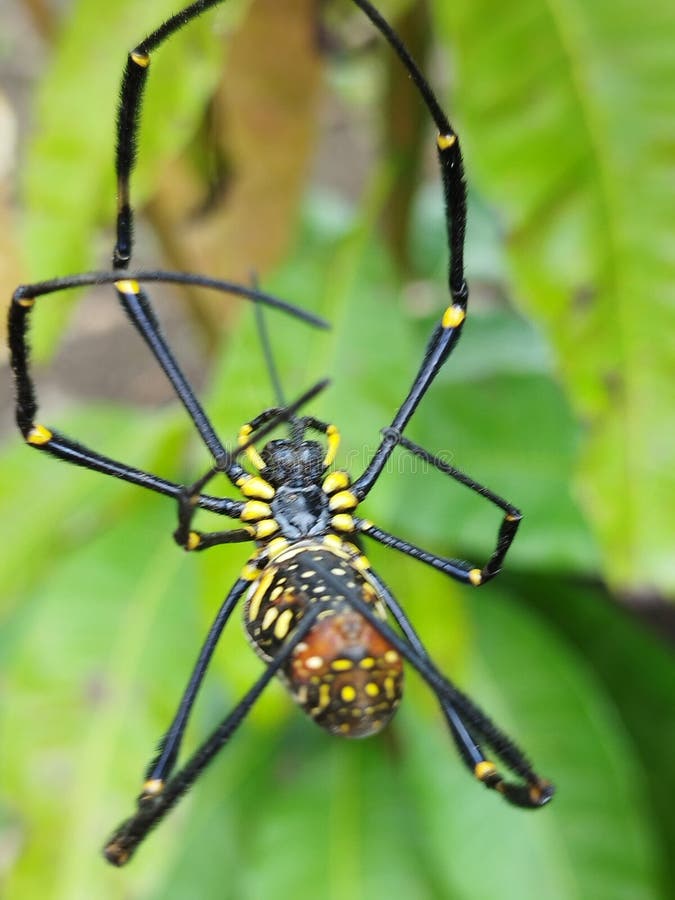 Image Display of Spiders of the Genus Argiope Stock Image - Image of ...