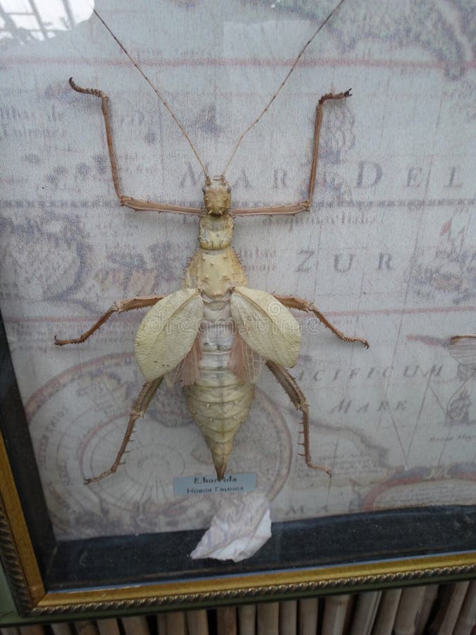 The Image Displays a Framed Insect Specimen Cicada, Artfully Presented ...