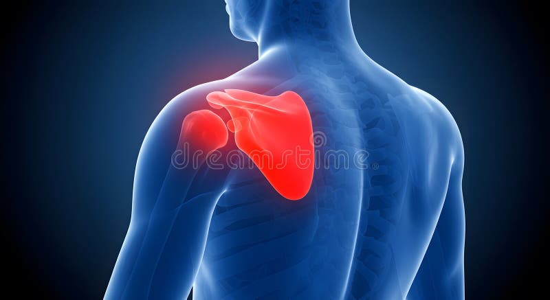 Human Anatomy with Shoulder Joint Highlighted Stock Illustration ...