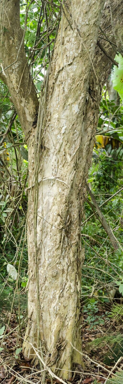 Pimenta Dioica Tree stock photo. Image of stripping - 348580286