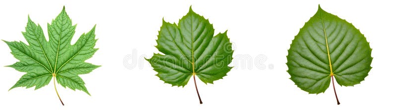 Three Different Leaf Shapes and Structures Isolated on Transparent and ...
