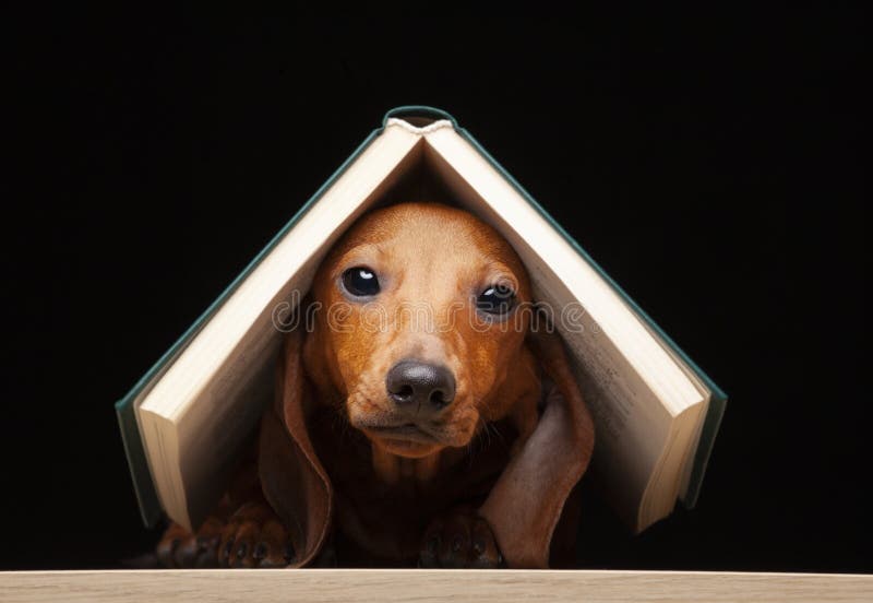 Dog and book stock illustration. Illustration of drawing - 5177274