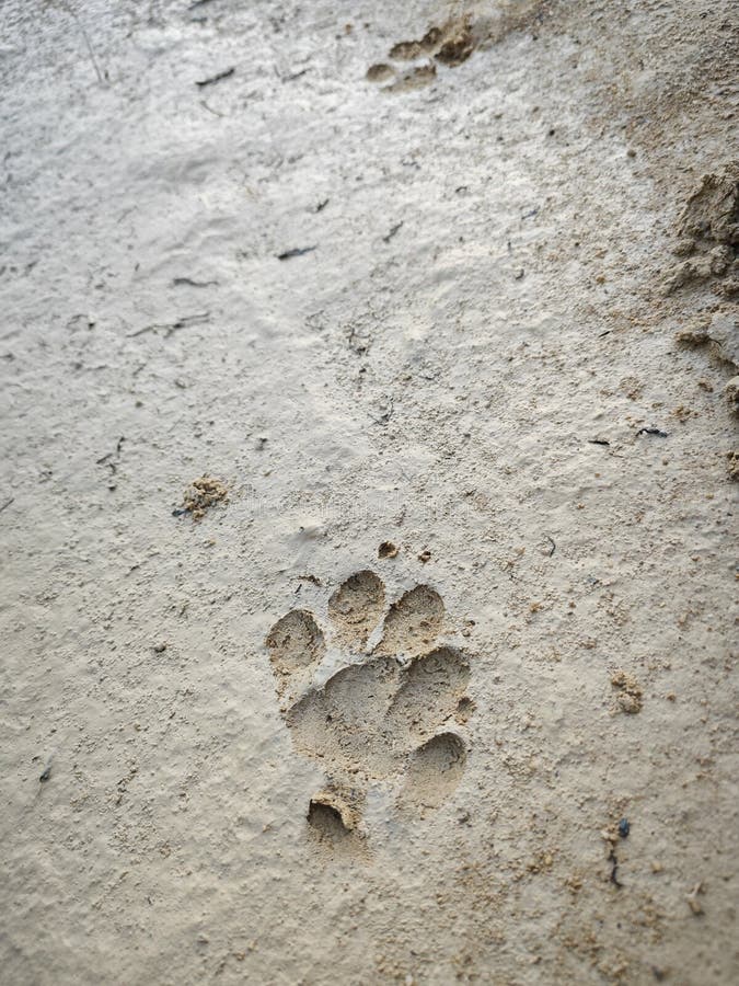 Dog Footprint on the Drywall Mud from the Stagnant Pool of Rainwater ...