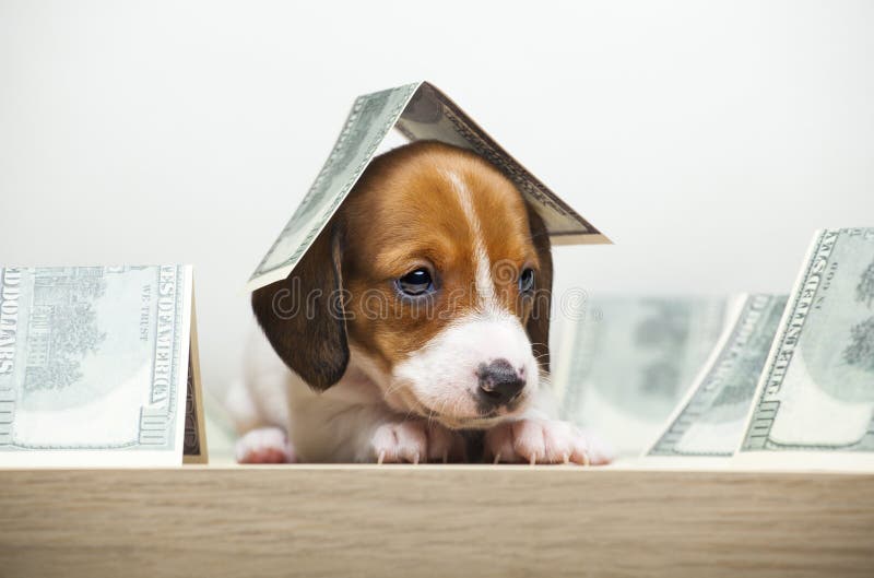 Dogs With Money