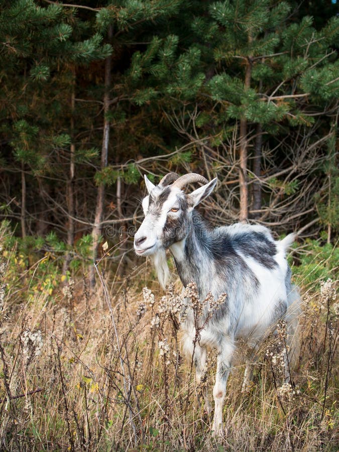 4,076 Piebald Stock Photos - Free & Royalty-Free Stock Photos from ...