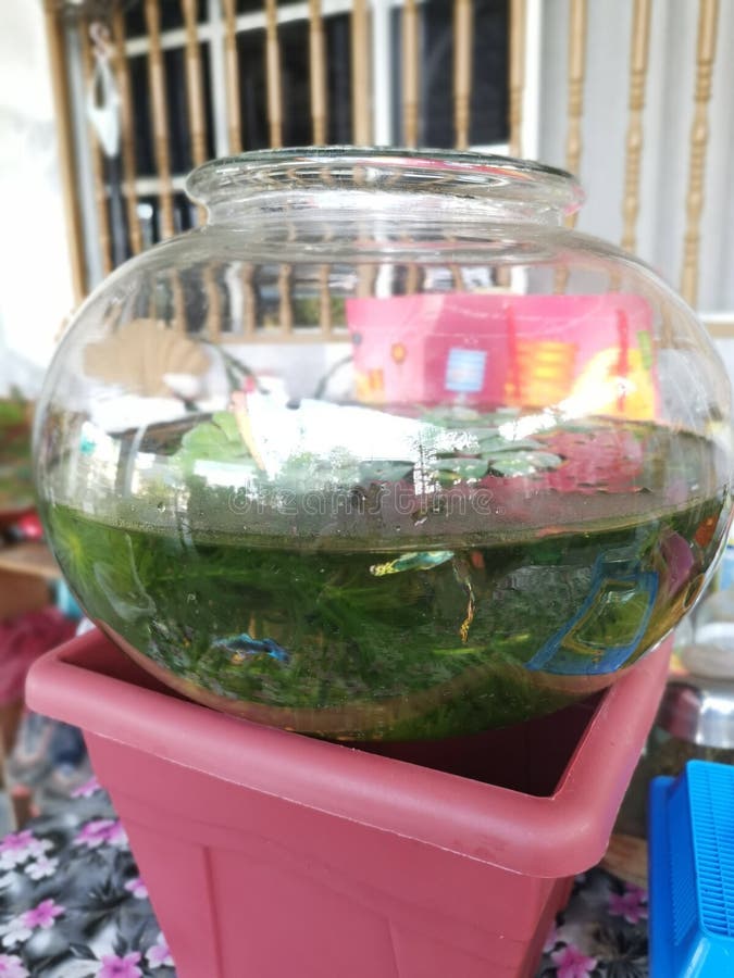 Domestic Hobby Aquarium of Tiny Peacock Fish. Stock Image - Image of ...